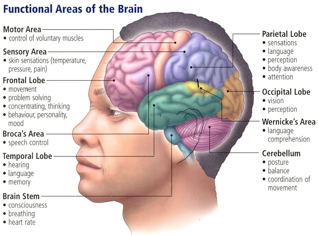Lifewave Program – A Free